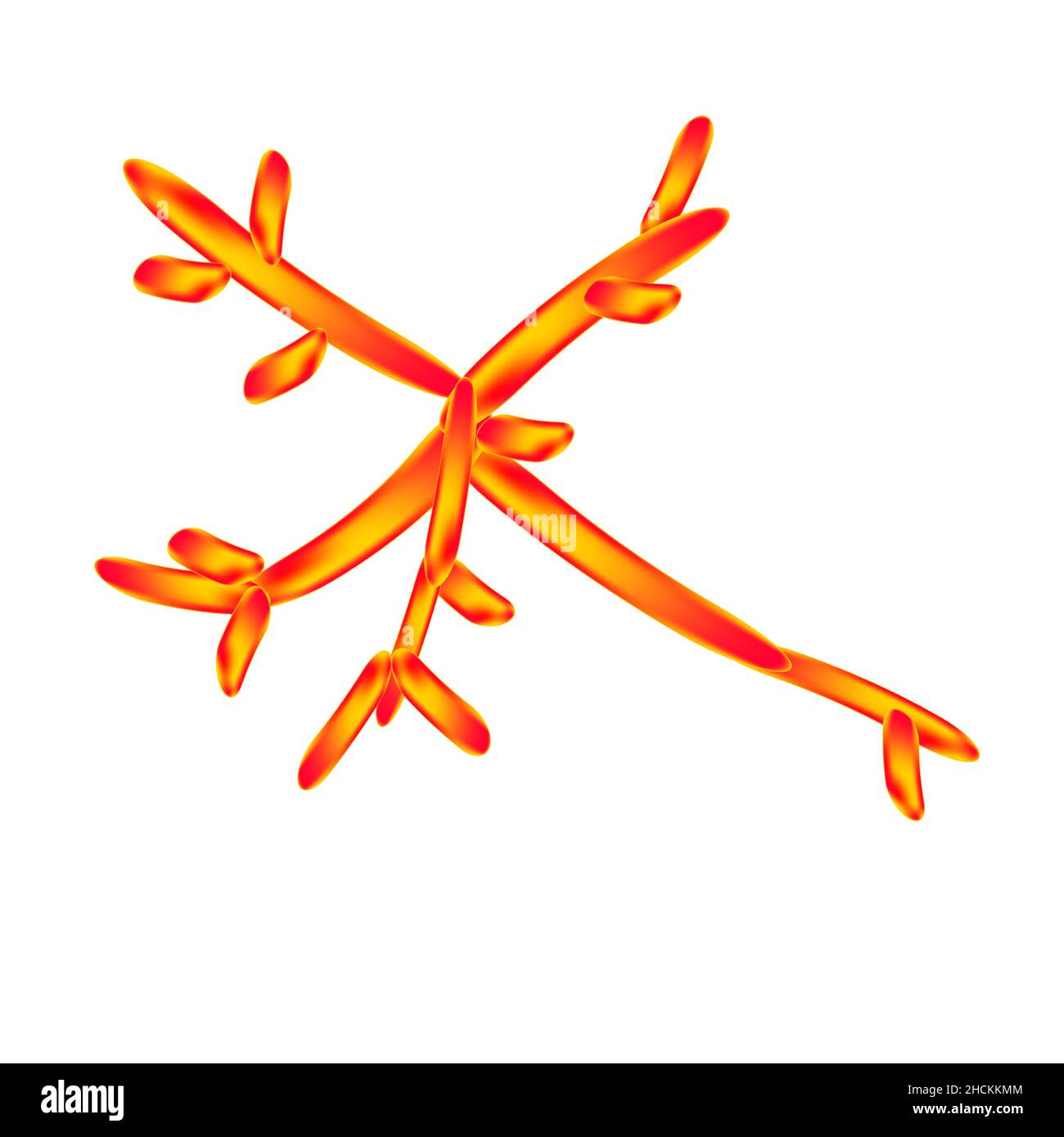 C. lipolytica candida. Pathogenic yeast-like fungi of the Candida type ...