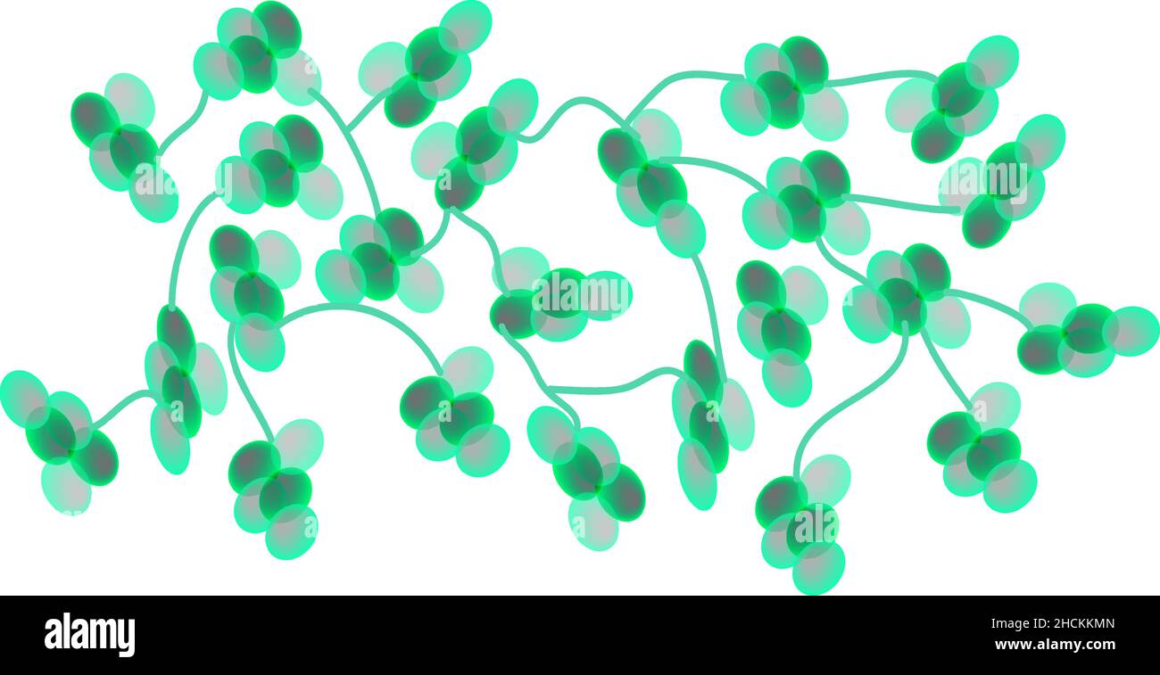 C. dubliniensis candida. Pathogenic yeast-like fungi of the Candida ...