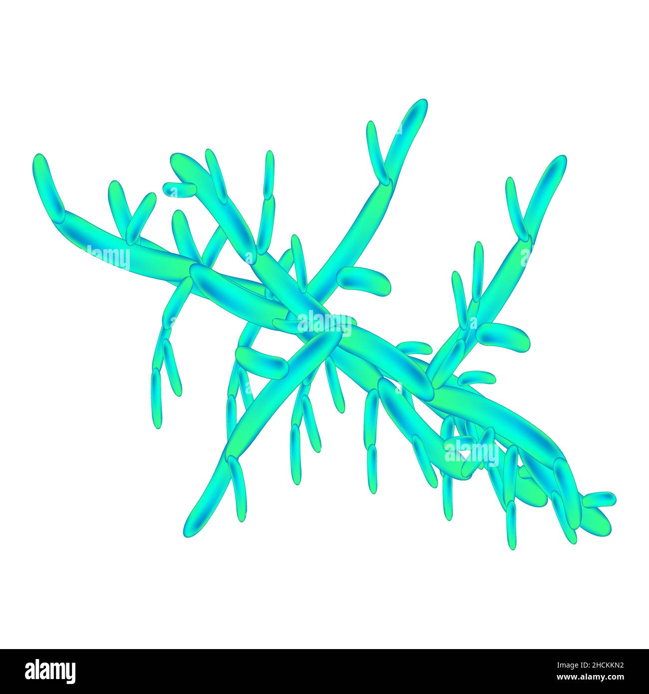 C. viswanathii candida. Pathogenic yeast-like fungi of the Candida type ...