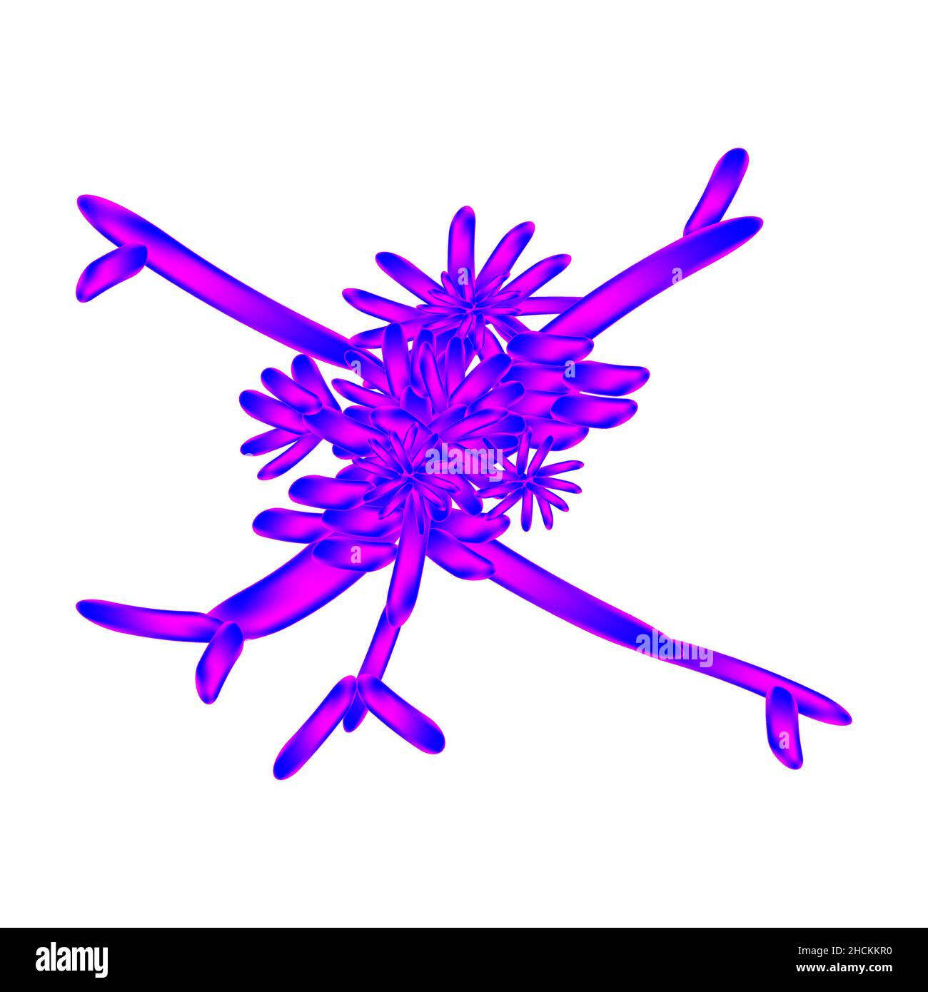 C. guilliermondii candida. Pathogenic yeast-like fungi of the Candida ...