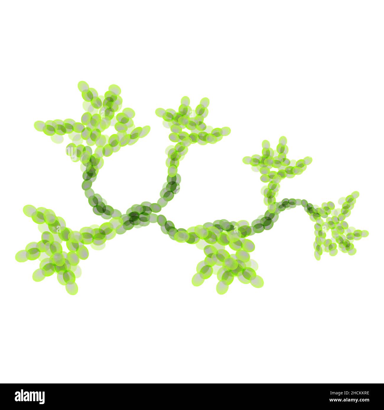 C. brumptii candida. Pathogenic yeast-like fungi of the Candida type ...