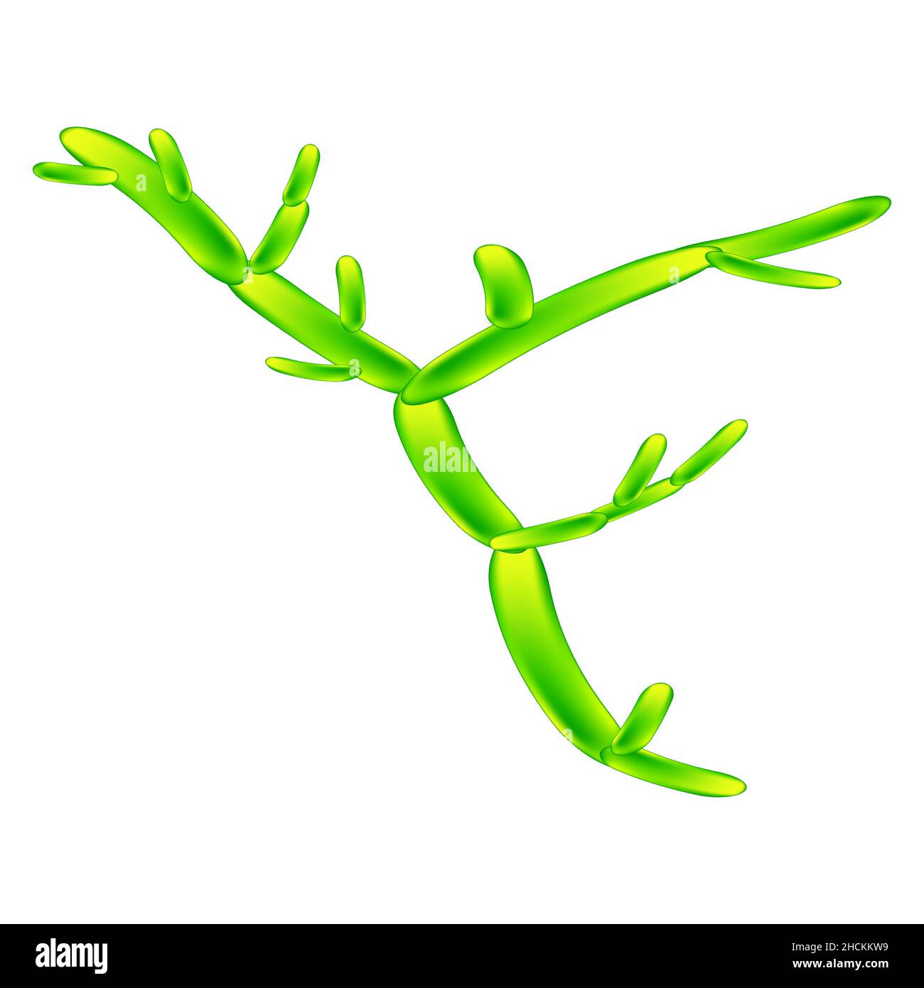 C. lusitaniae candida. Pathogenic yeast-like fungi of the Candida type ...