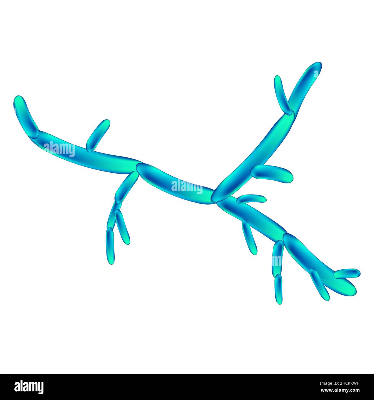 C. parapsilosis candida. Pathogenic yeast-like fungi of the Candida ...