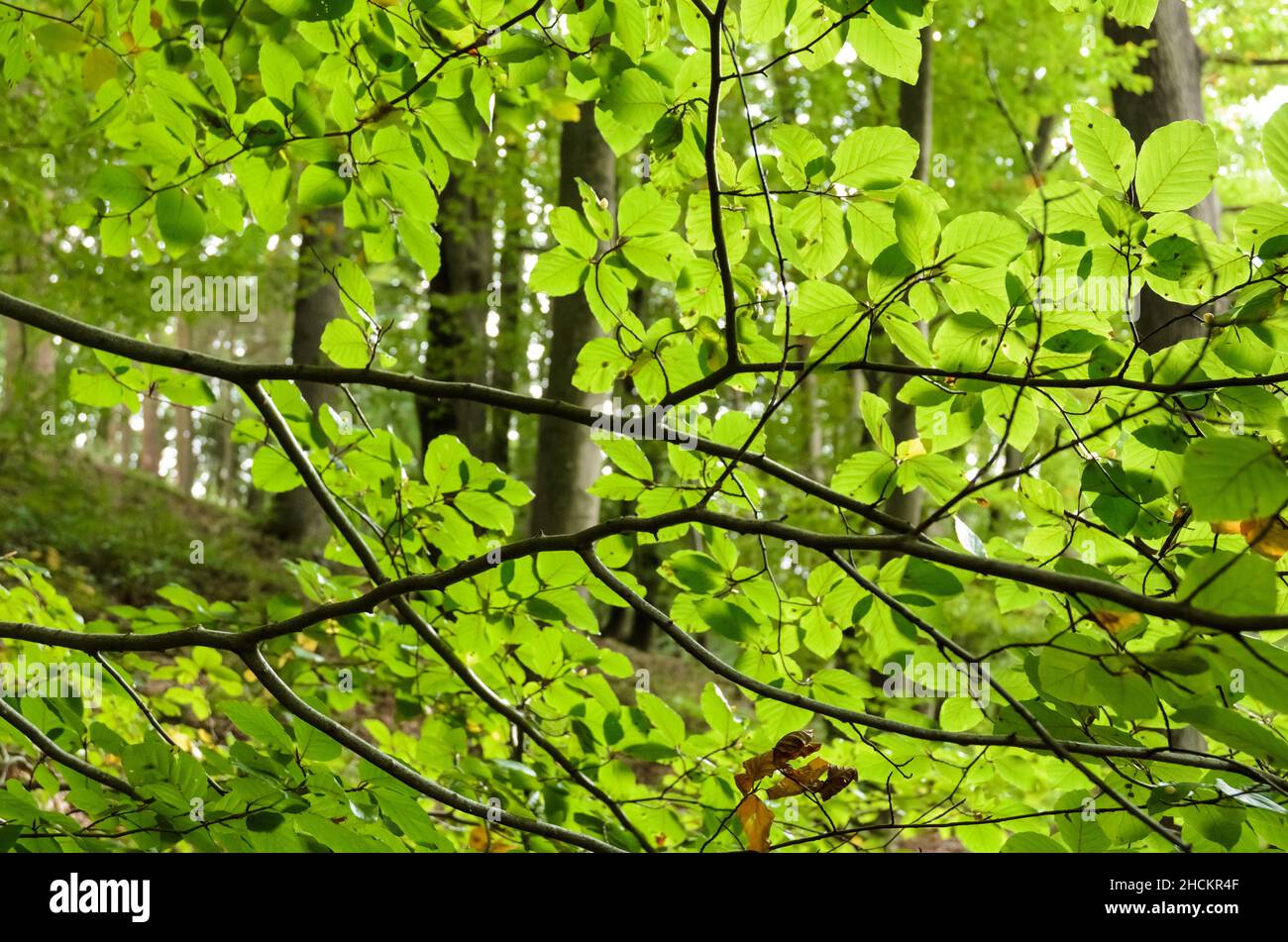 Common beech leaves hi-res stock photography and images - Alamy