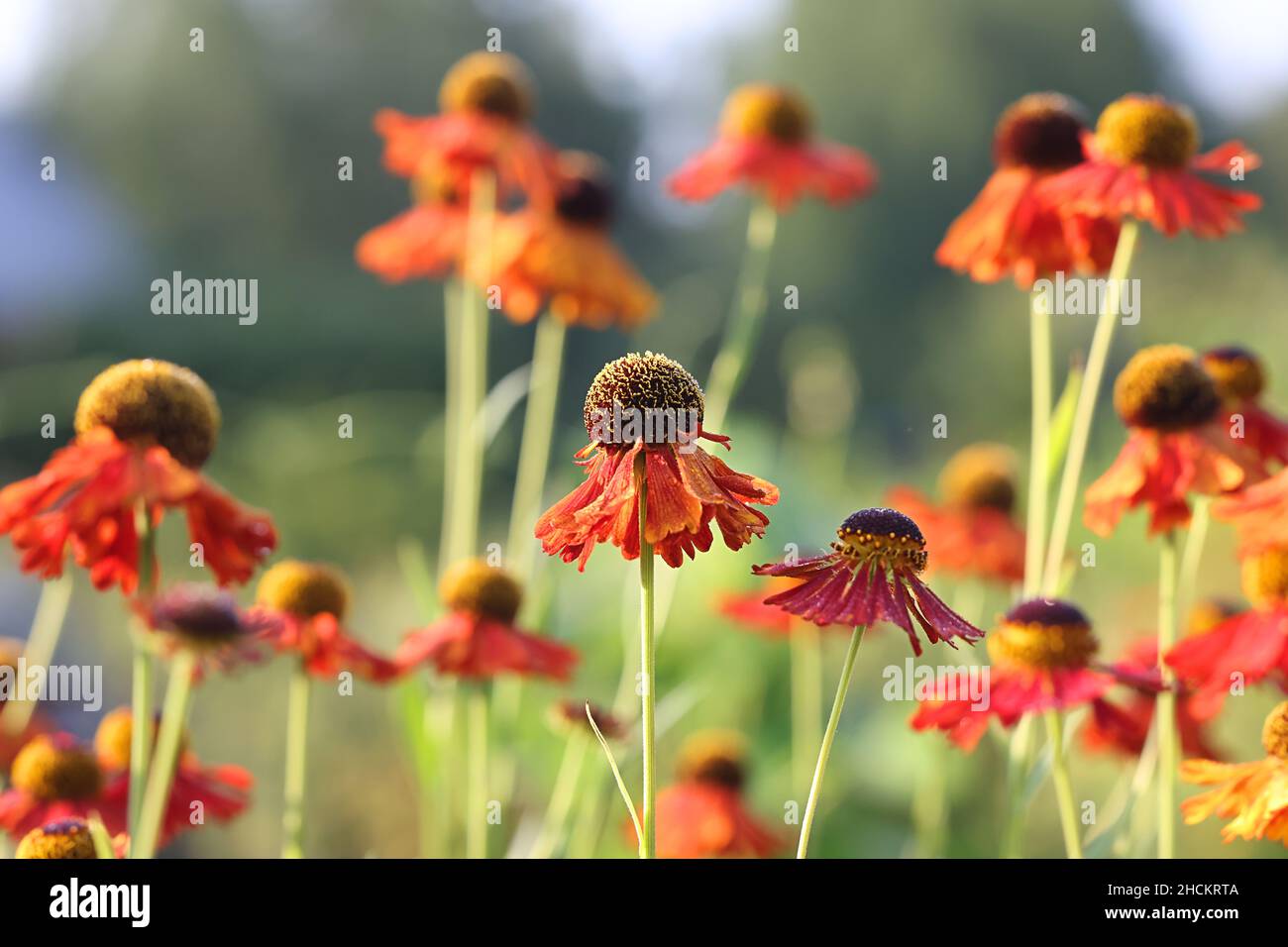 Helenium autumnale ‘Moerheim Beauty’, known as common sneezeweed or ...