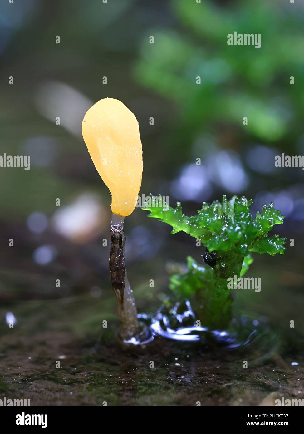 Mitrula paludosa, commonly known as swamp beacon or bog beacon, wild ...