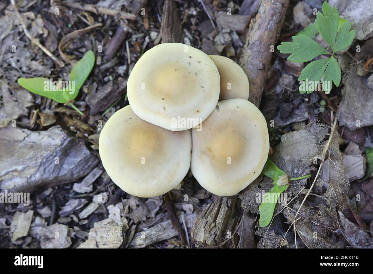 Agrocybe praecox cluster hi-res stock photography and images - Alamy