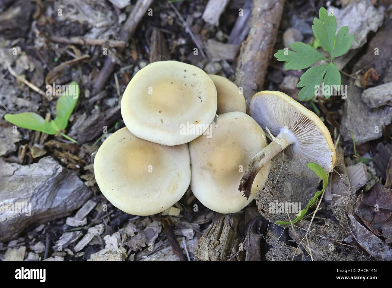 Agrocybe praecox, known as the Spring Fieldcap, wild mushroom from ...