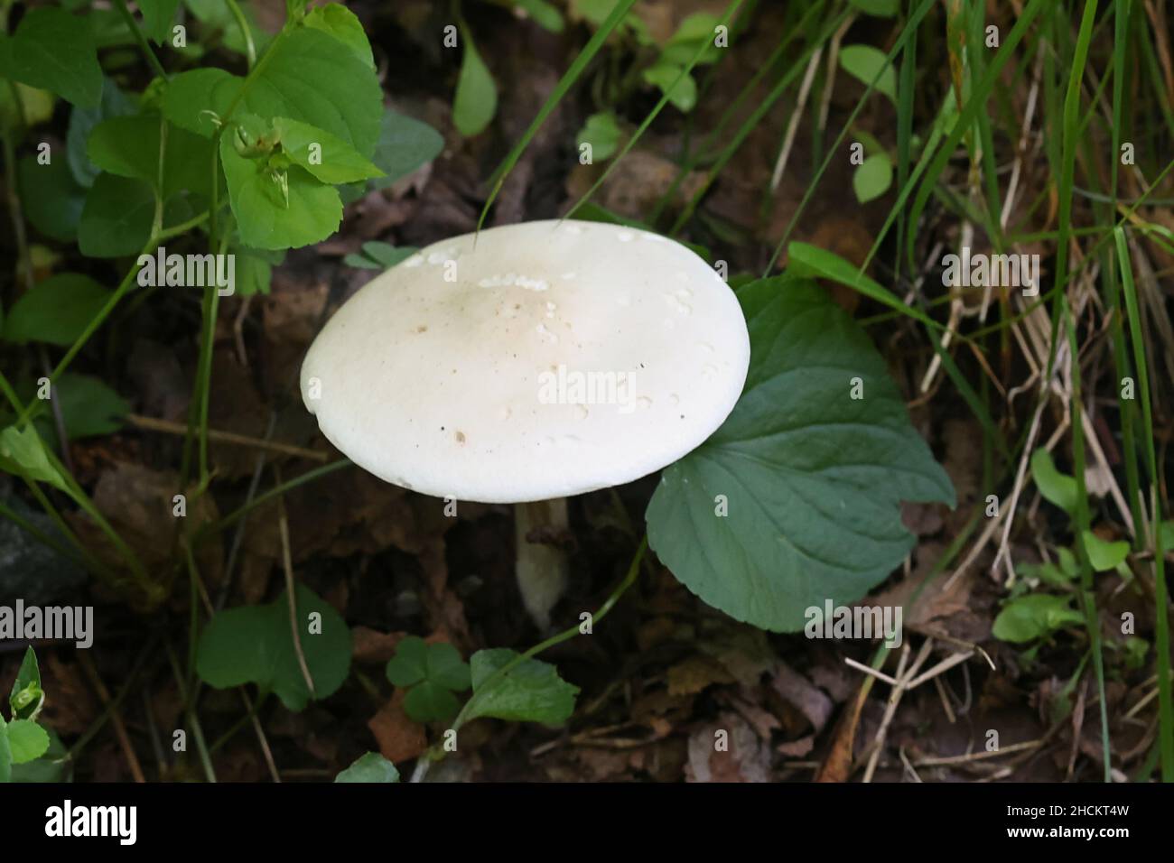 Melanoleuca grammopodia, commonly known as grooved cavalier, wild ...