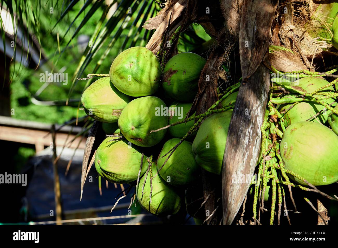 Fresh coconut on stem tree Stock Photo - Alamy