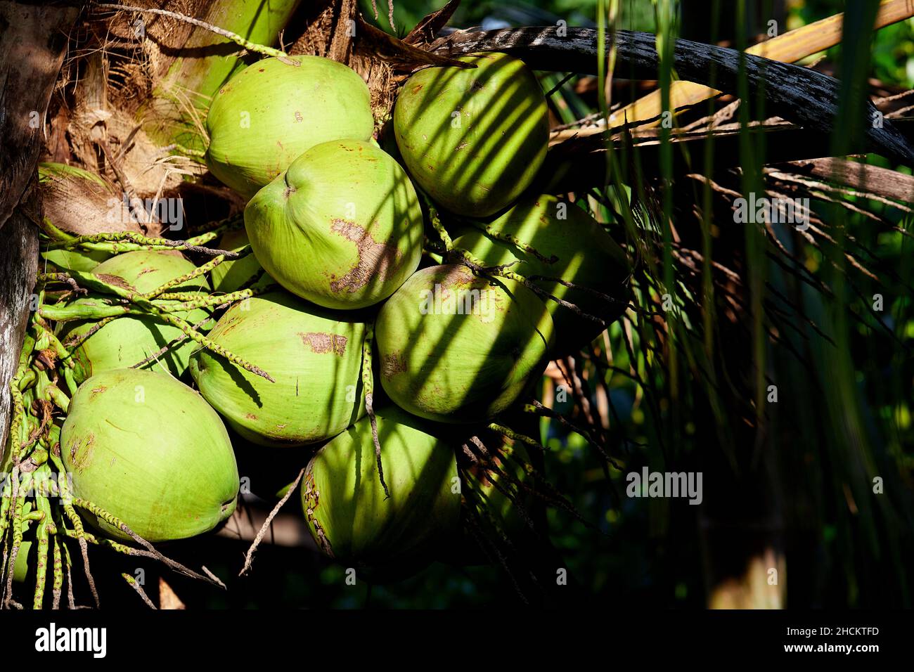 Fresh coconut on stem tree Stock Photo - Alamy