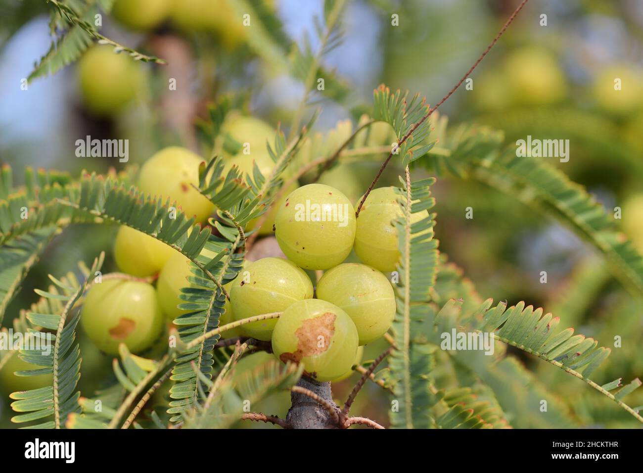 Phyllanthus emblica groups hi-res stock photography and images - Alamy