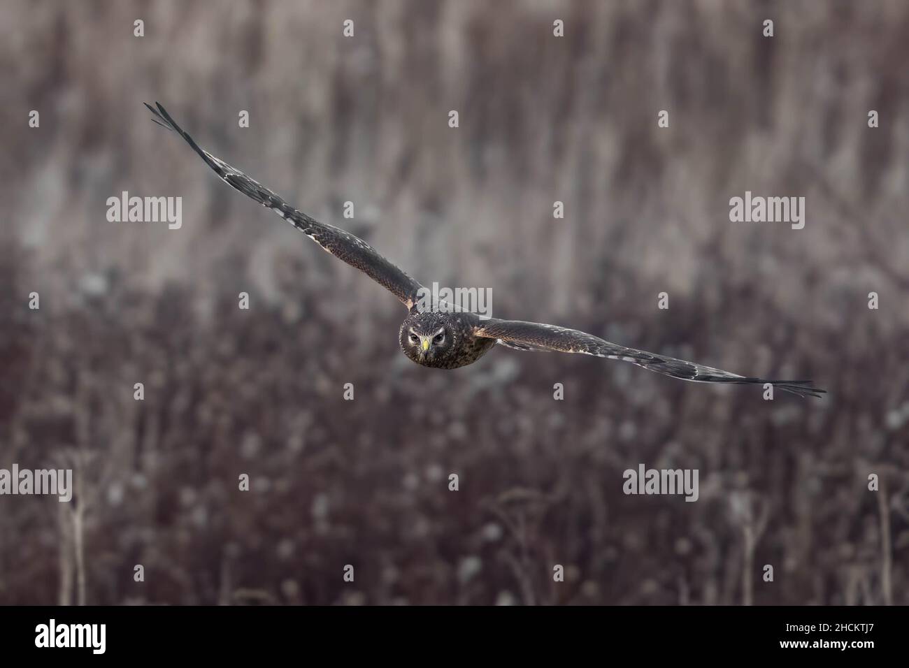Flying hawk hi-res stock photography and images - Alamy