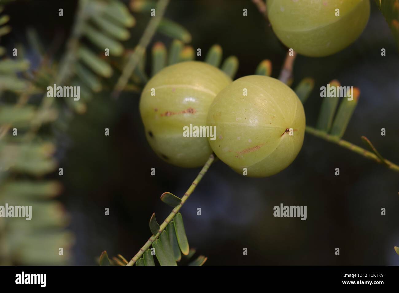 Closeup Planted in the garden in the fresh green fruit of the ...