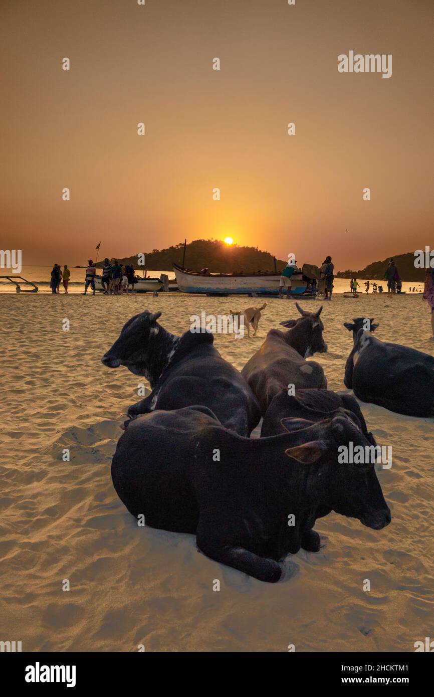 Sound goa beach with cows hi-res stock photography and images - Alamy