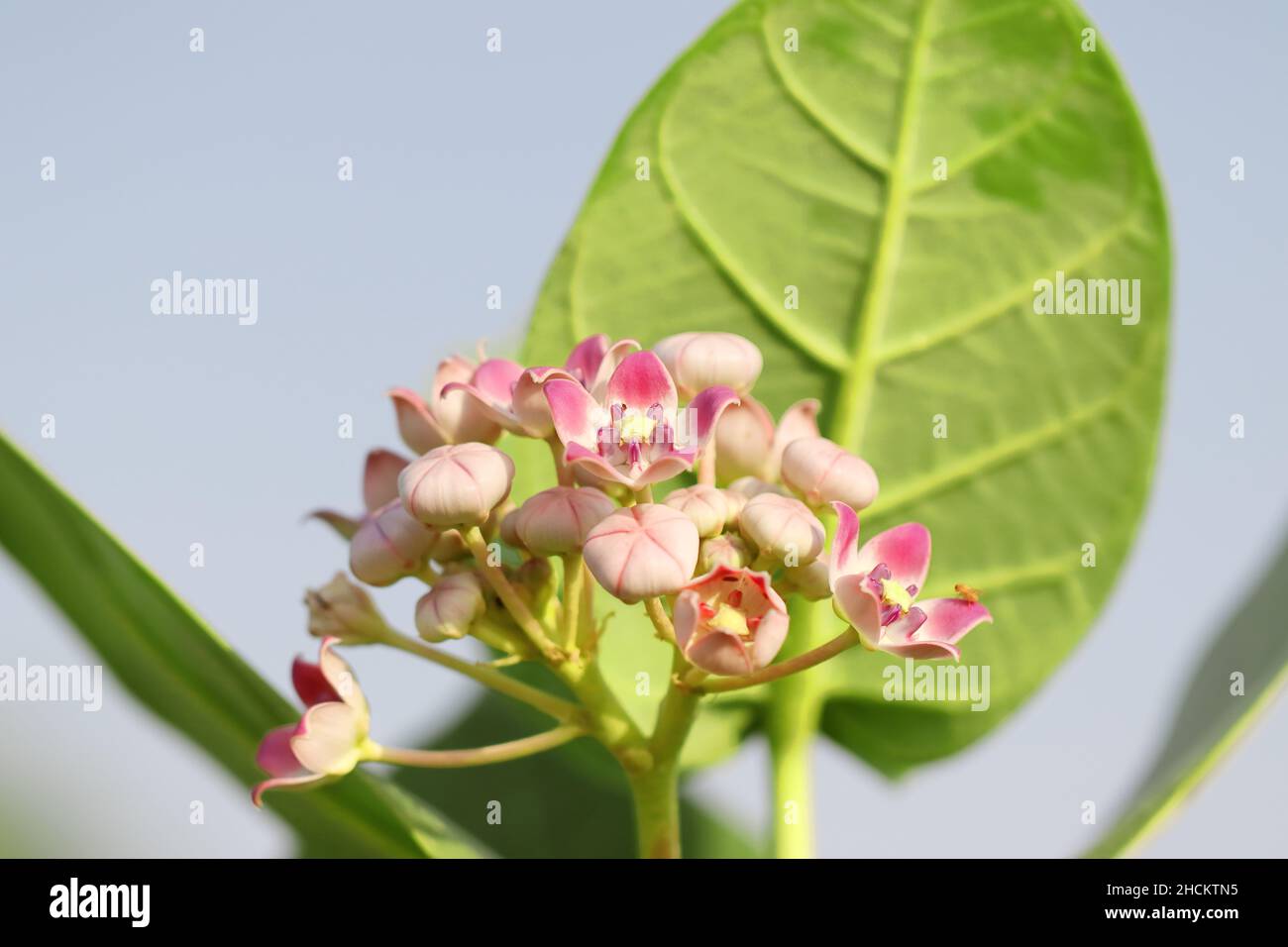 Close-up photo of Madar plant flowers in bloom in the field (Calotropis ...