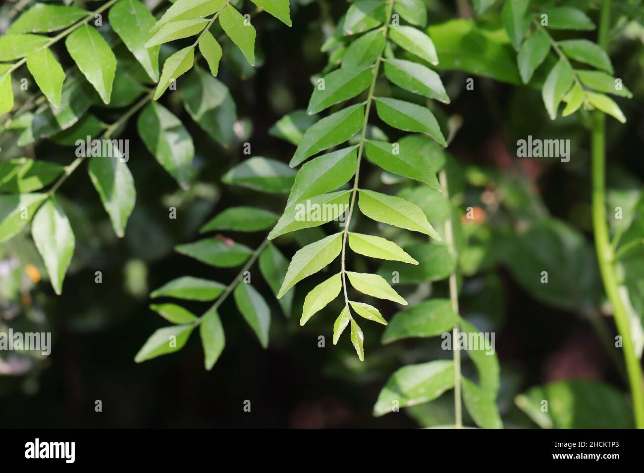 Close-up photo of sweet neem leaves (Curry leaf Stock Photo - Alamy