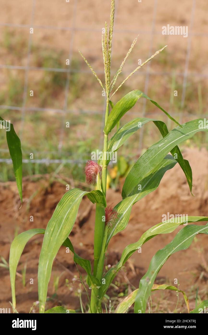 Close-up photo of Hybrid sweet corn fruit on a plant in the field Stock ...