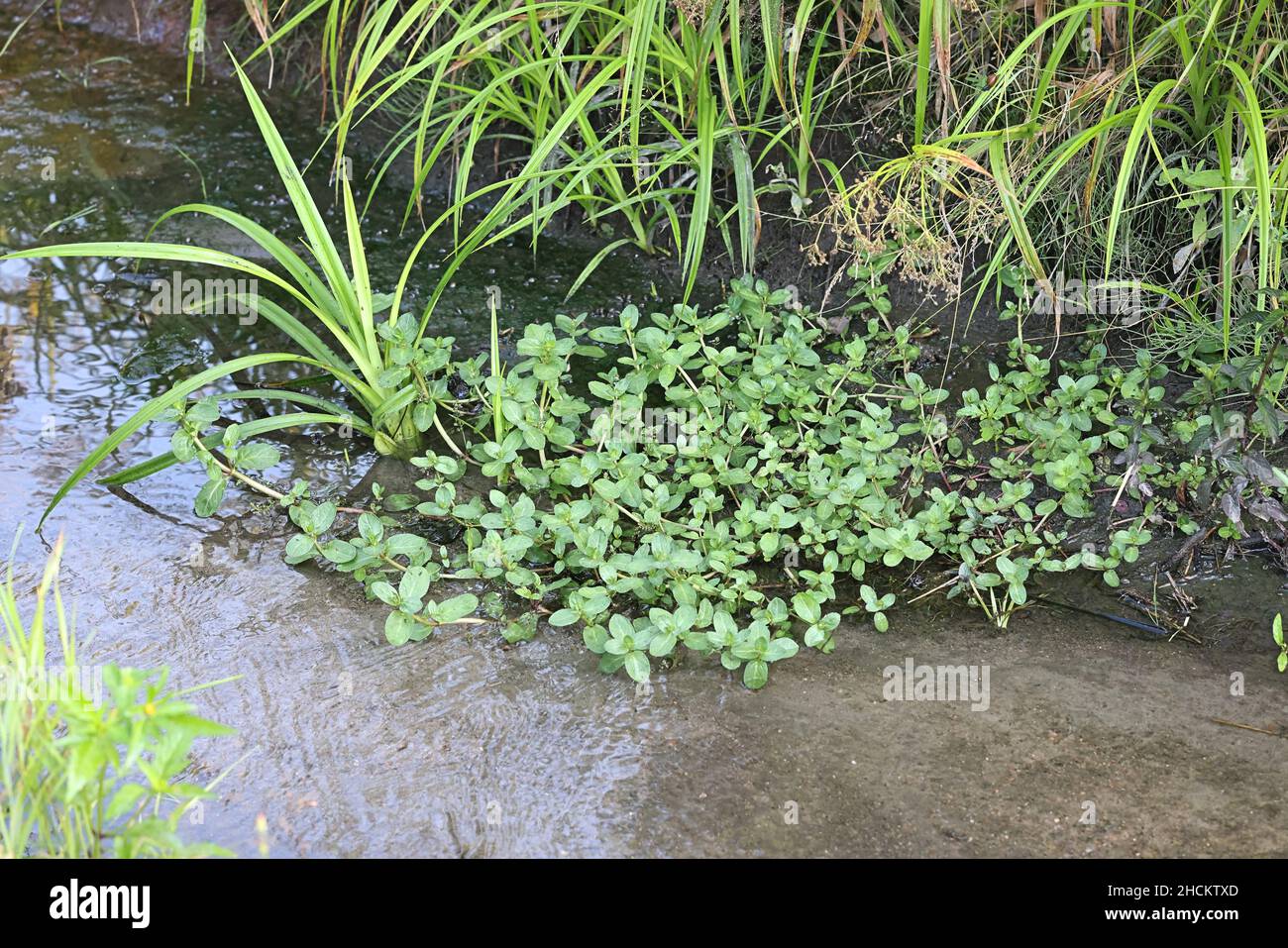 Veronica beccabunga, known as the European speedwell or brooklime, wild ...