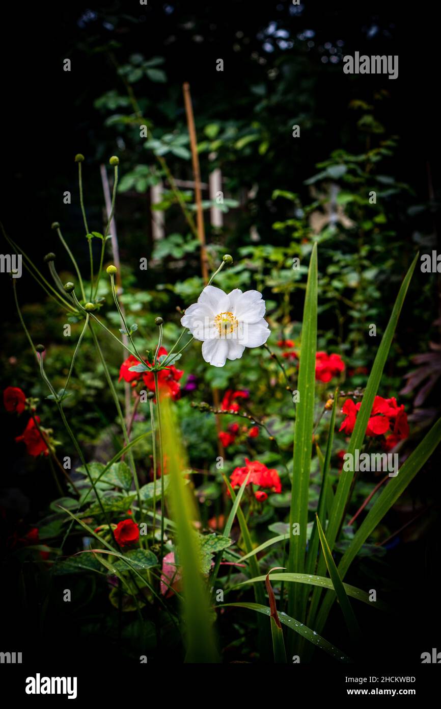 Japanese thimbleweed hi-res stock photography and images - Alamy