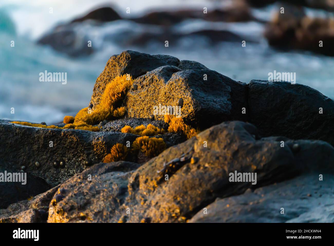 Moss under the sea hi-res stock photography and images - Alamy