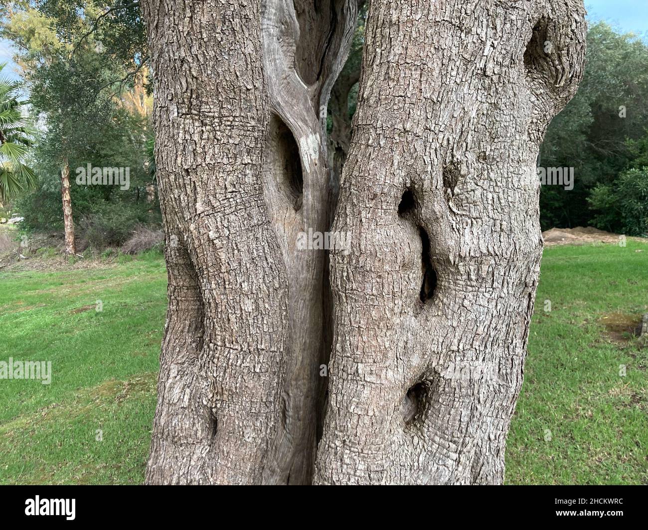 Gnarled olive tree hi-res stock photography and images - Alamy