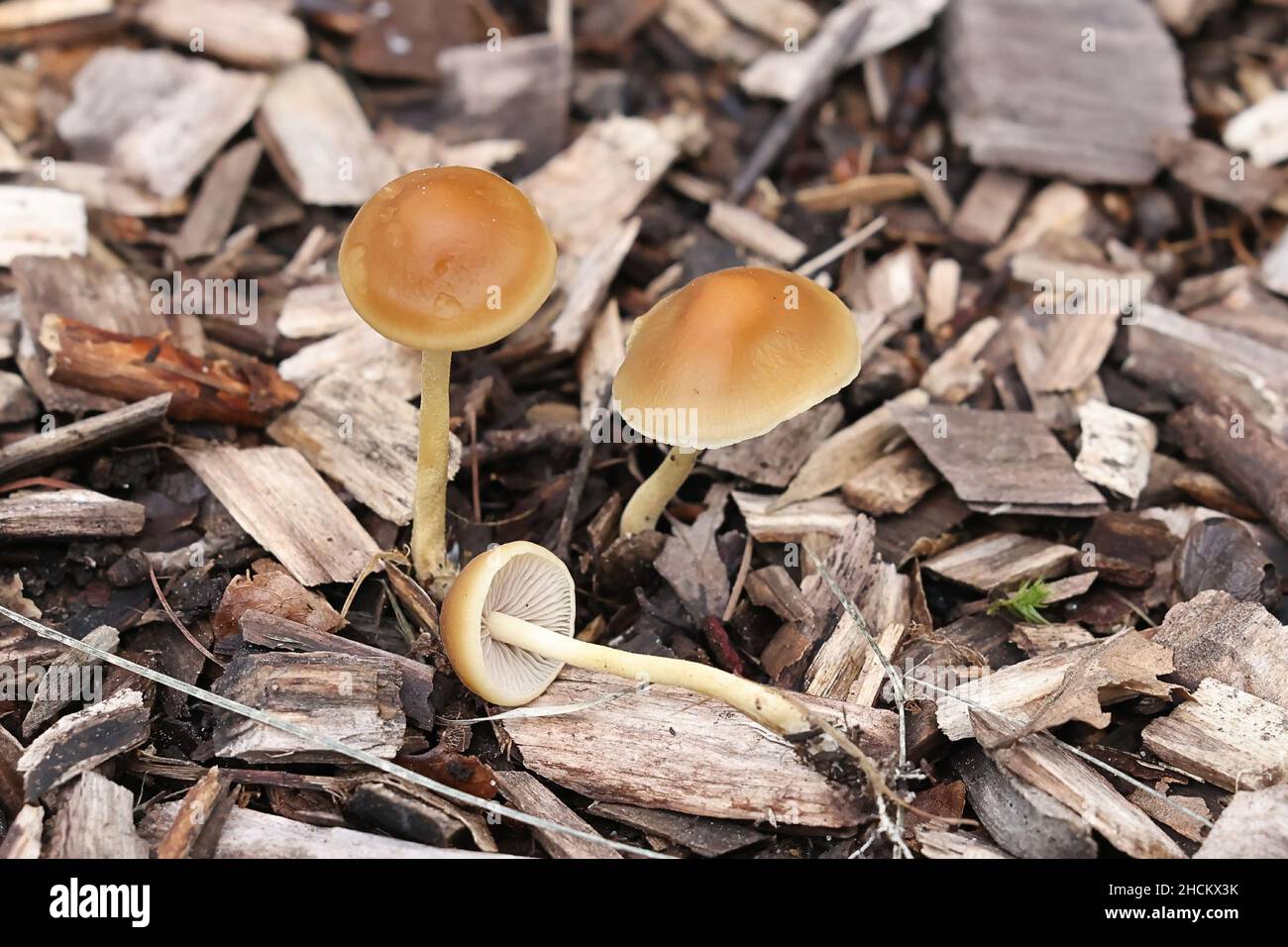 Agrocybe arvalis, known as Digitate Fieldcap, wild mushroom from ...