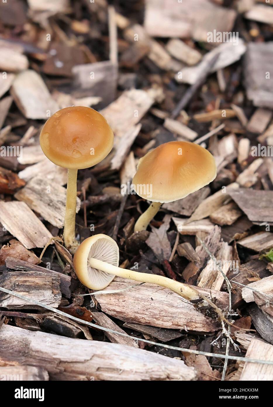 Agrocybe arvalis, known as Digitate Fieldcap, wild mushroom from ...