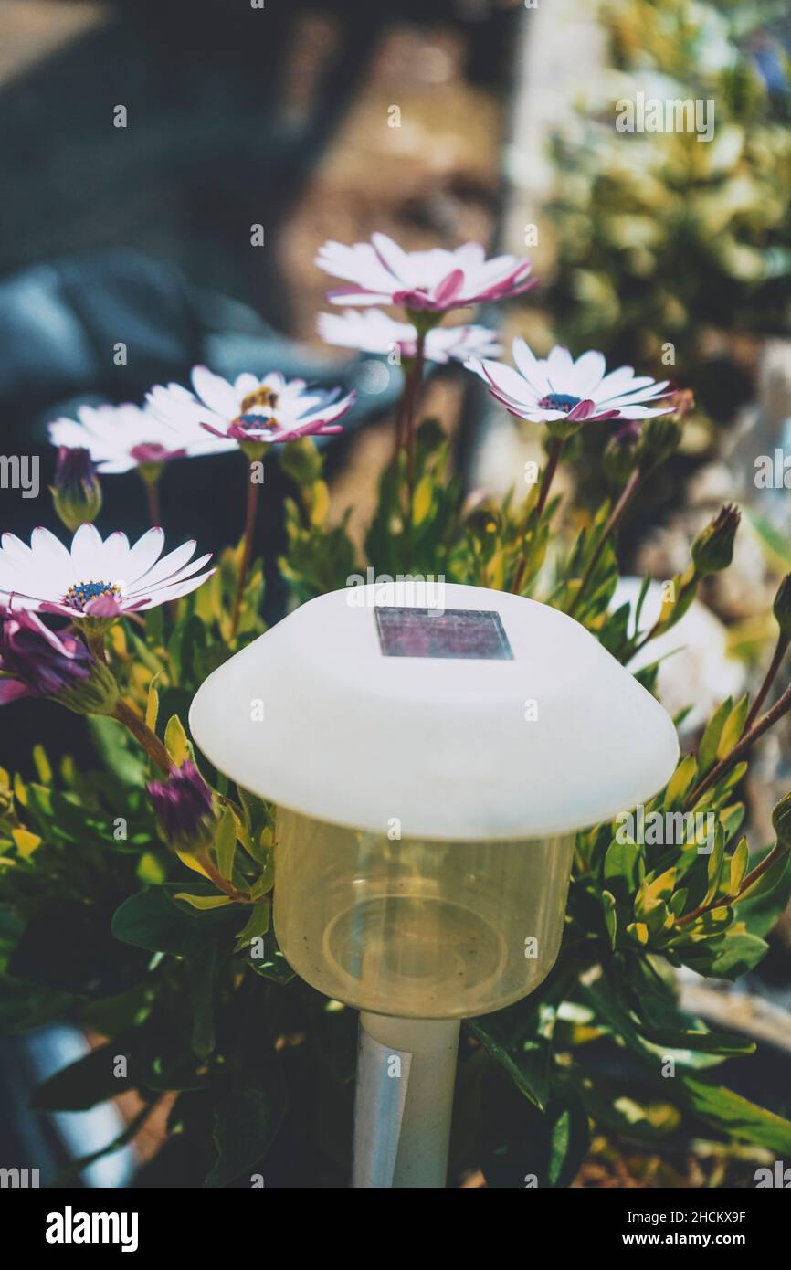Little solar panel surrounded by flowers Stock Photo - Alamy
