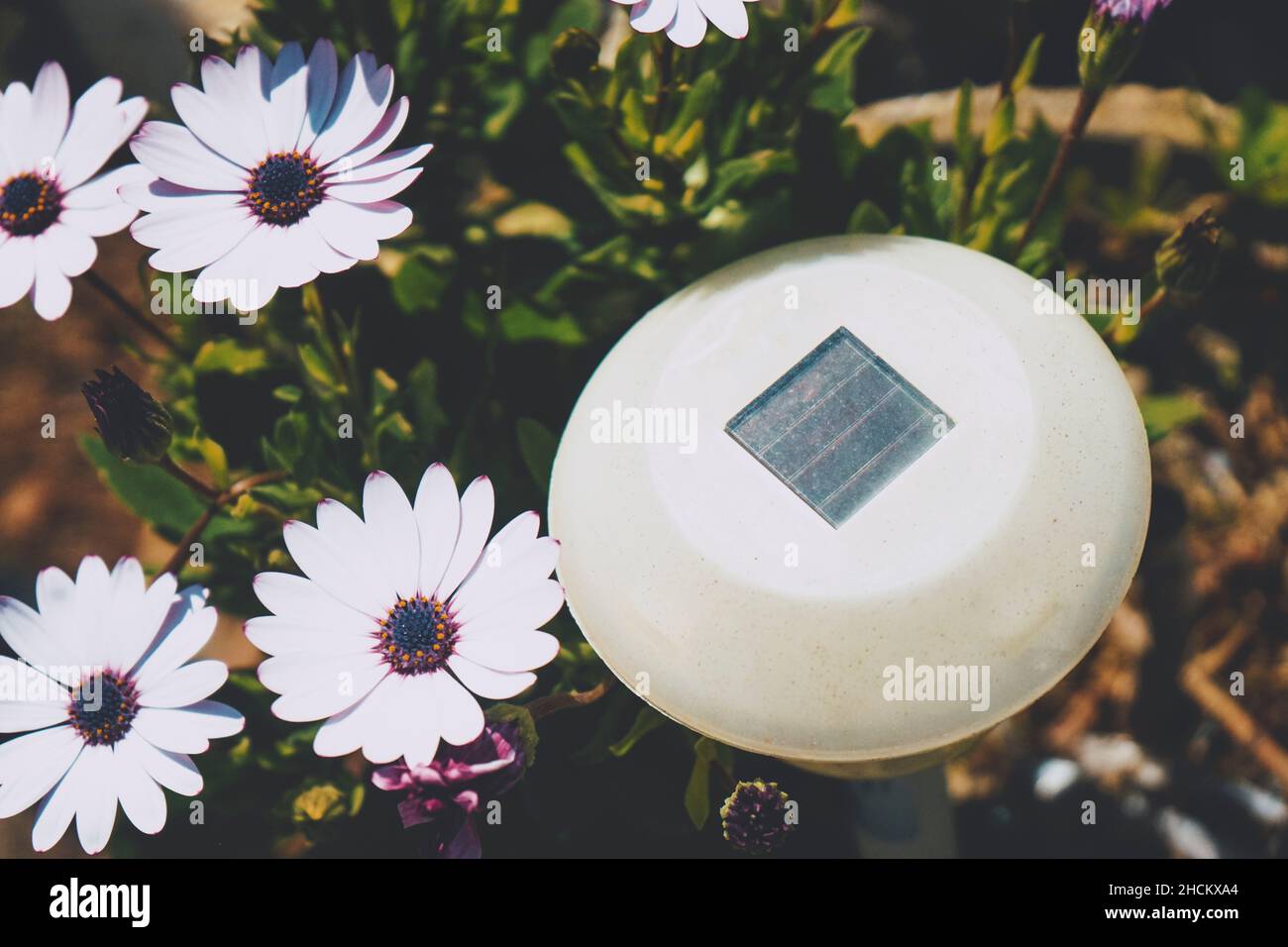 Little solar panel surrounded by flowers Stock Photo - Alamy