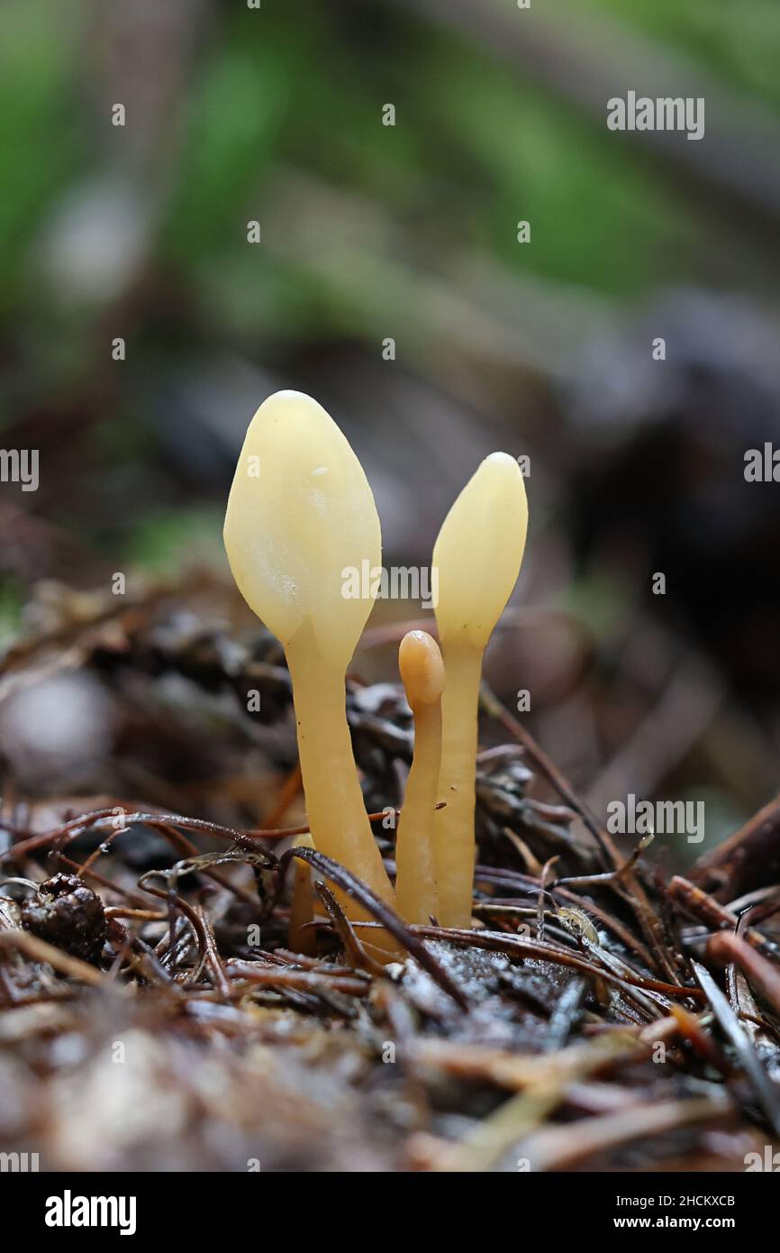 Spathularia flavida, commonly known as the yellow earth tongue, the ...