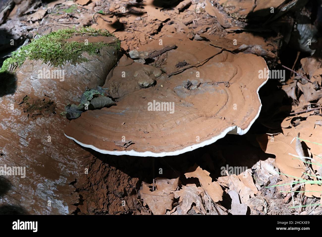 Ganoderma lipsiense, also called Ganoderma applanatum, known as artist ...