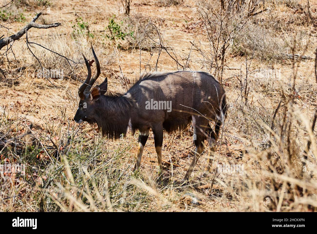 strong and proud nyala bull, Tragelaphus angasii, is a spiral horned ...