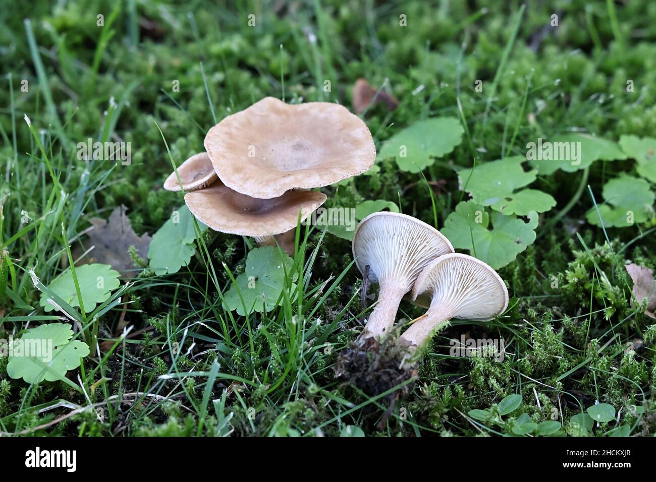 Ampulloclitocybe clavipes, also called Clitocybe clavipes, commonly ...