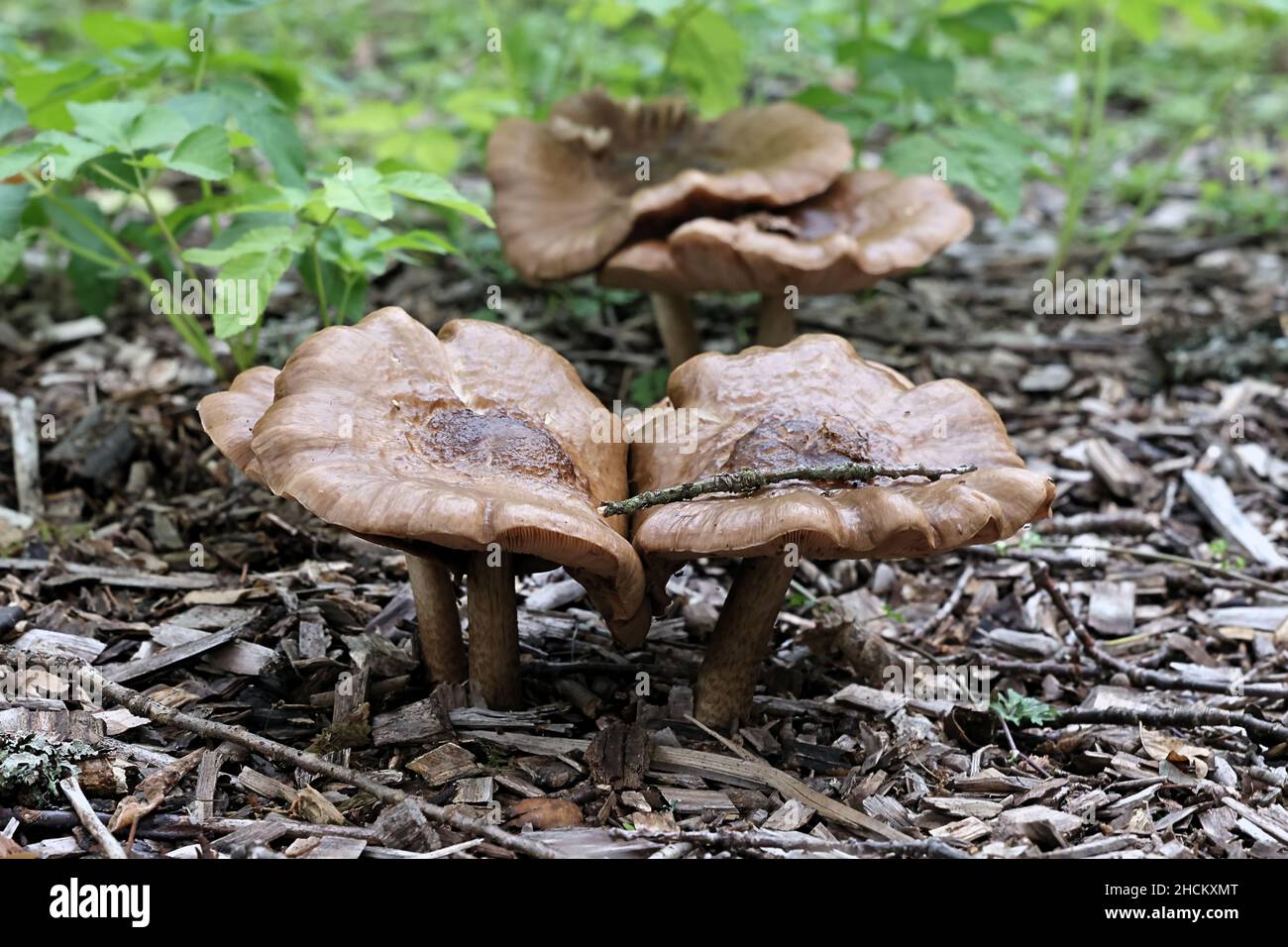 Pluteus rangifer, previously Pluteus cervinus coll., a shield mushroom ...