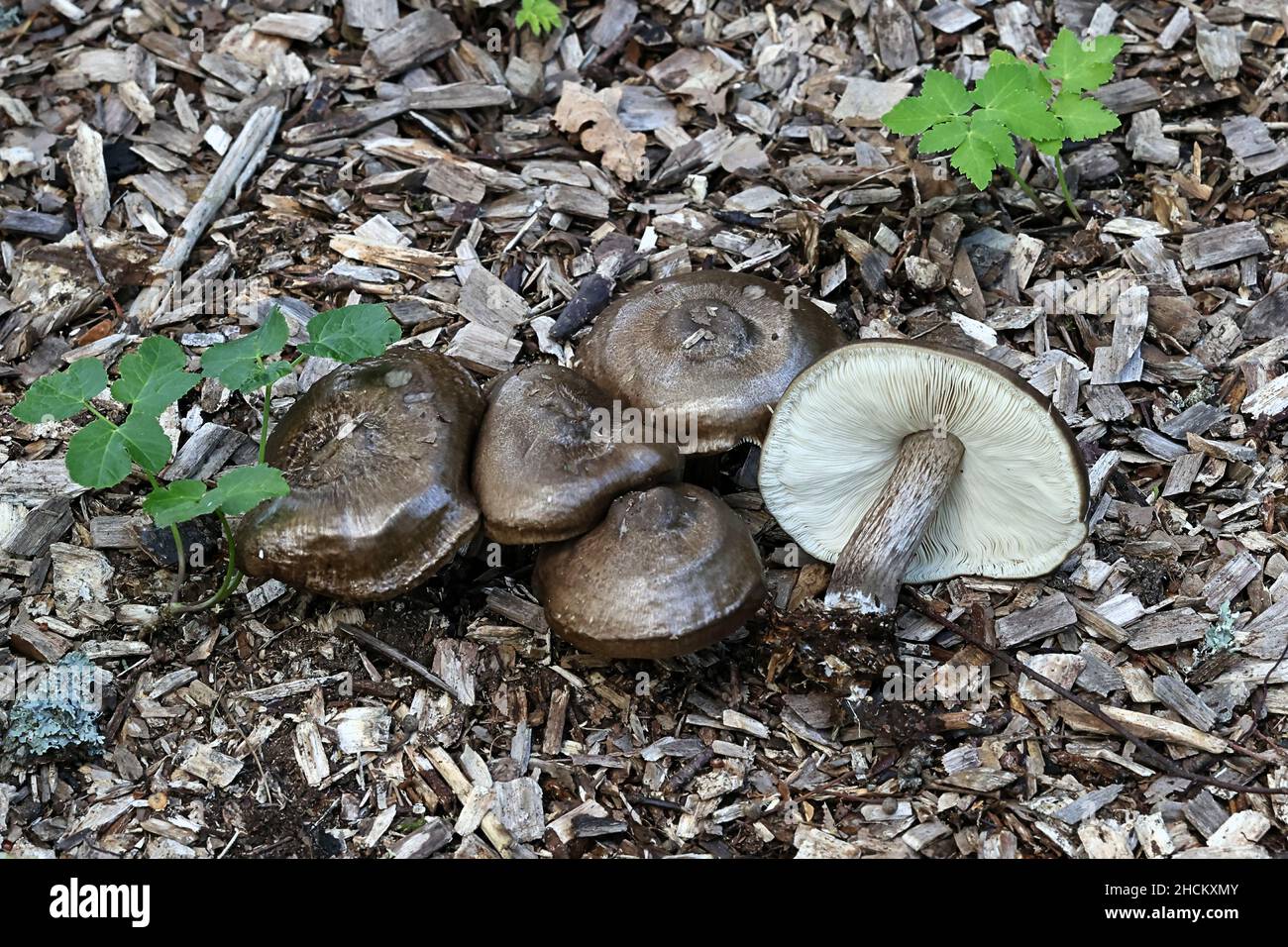 Pluteus rangifer, previously Pluteus cervinus coll., a shield mushroom ...