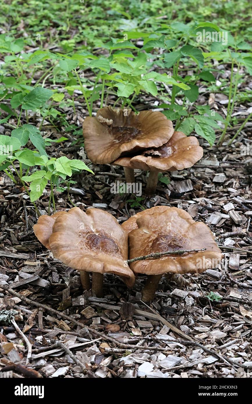 Pluteus rangifer, previously Pluteus cervinus coll., a shield mushroom ...