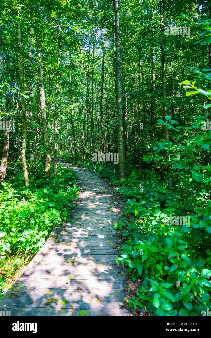 Curved wooden path through green jungle like thicket of trees in german ...