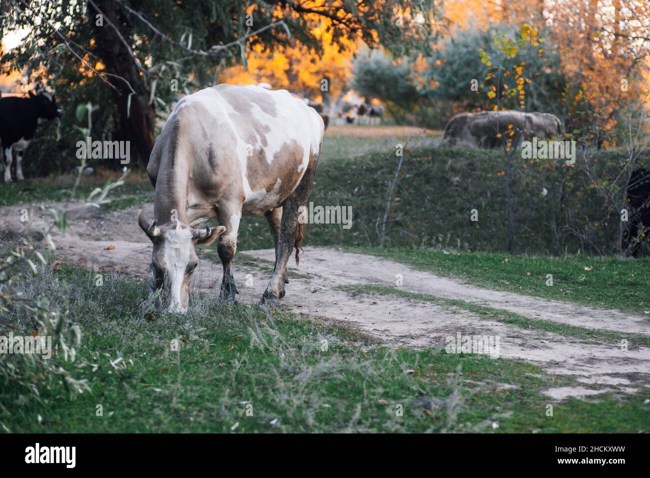 Stand and walk hi-res stock photography and images - Alamy