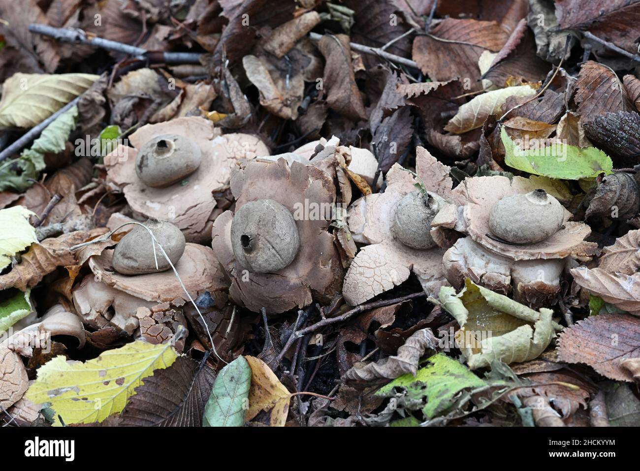 Geastrum triplex, also called Geastrum michelianum, commonly known as ...