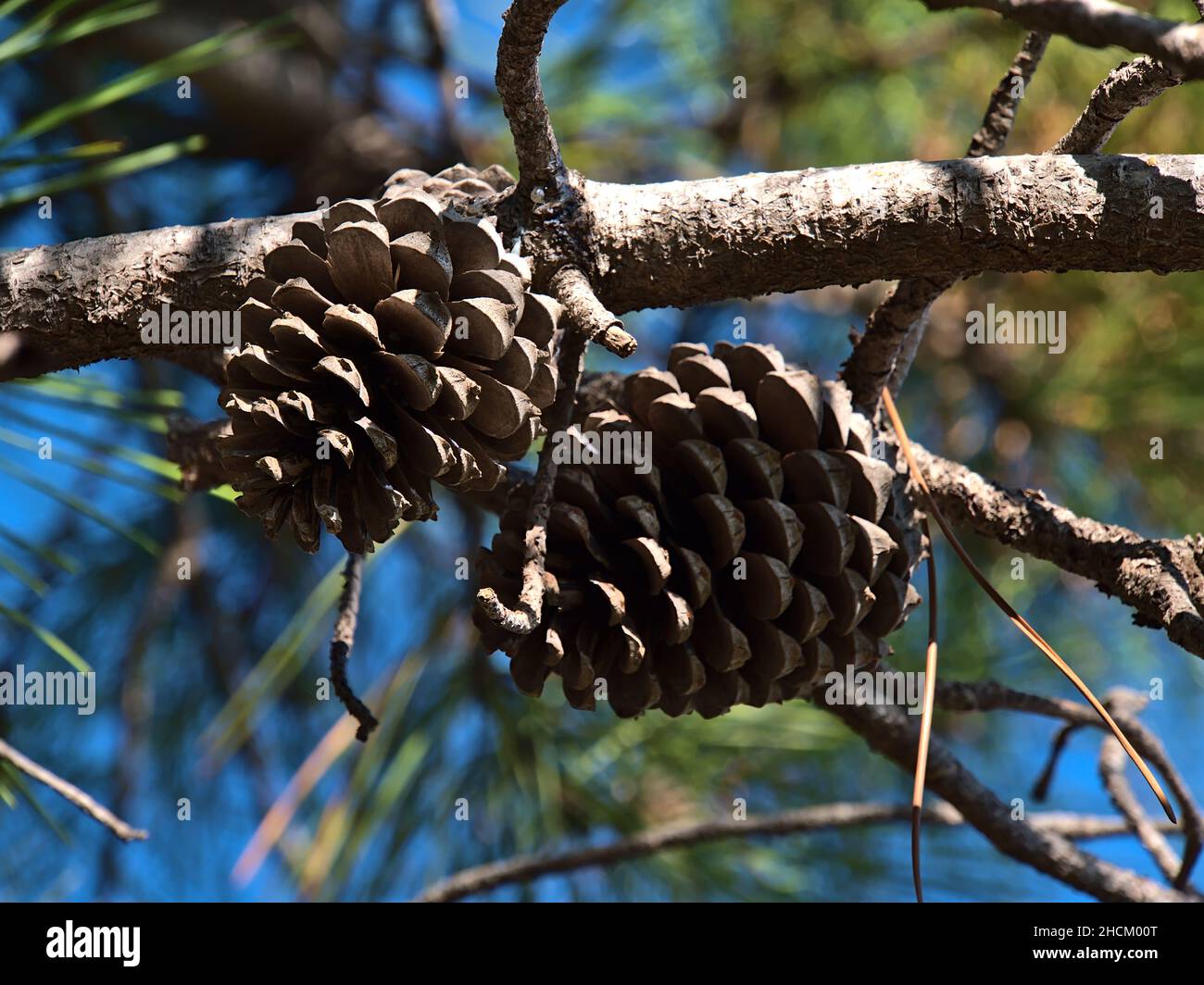 Pine cone cluster hi-res stock photography and images - Alamy