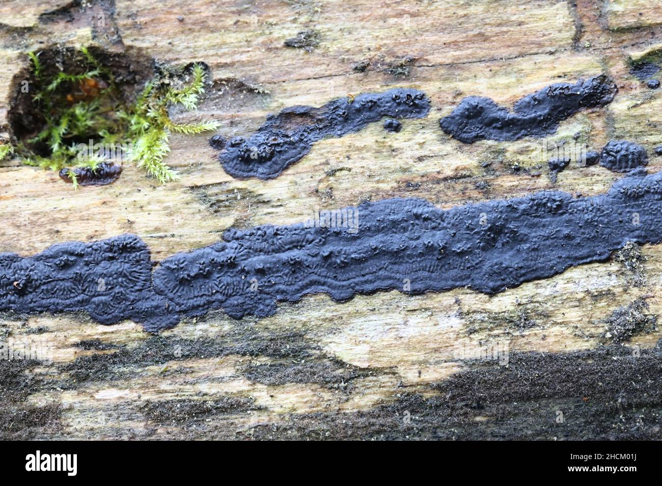 Exidia pithya, a jelly fungus from Finland, no common English name ...