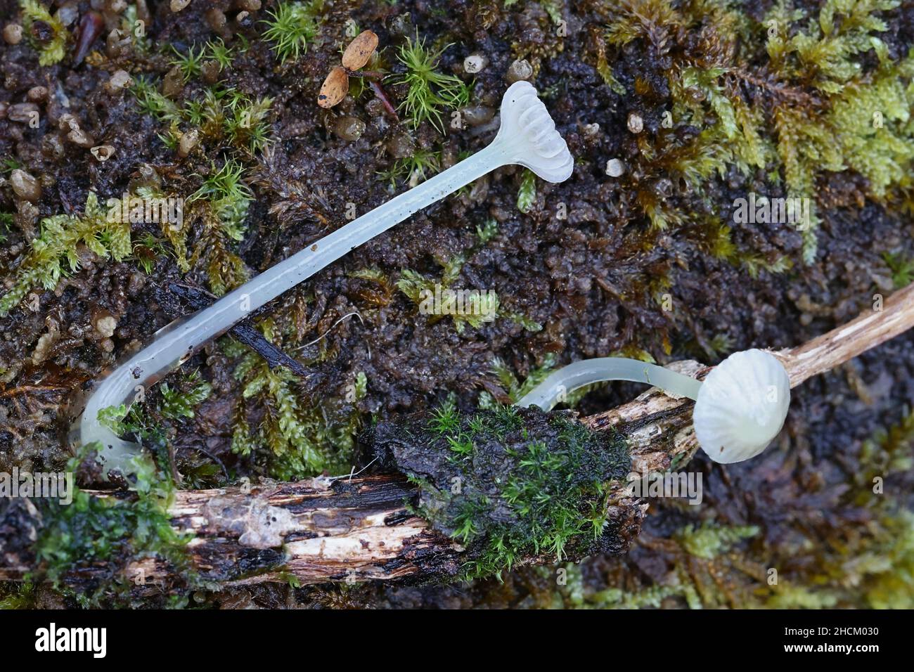 Roridomyces rorida, also called Mycena rorida, commonly known as the ...