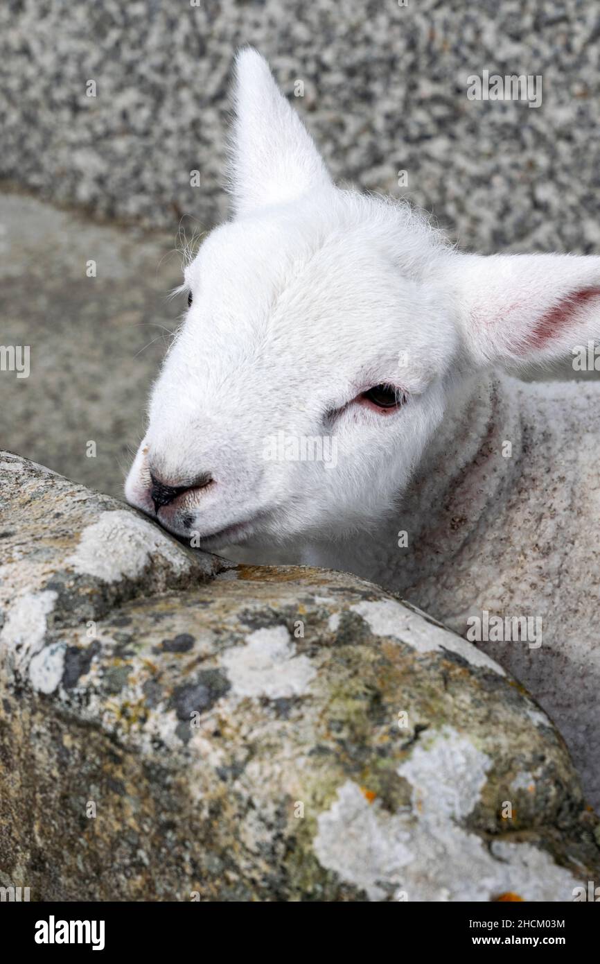 Single baby lamb Stock Photo - Alamy