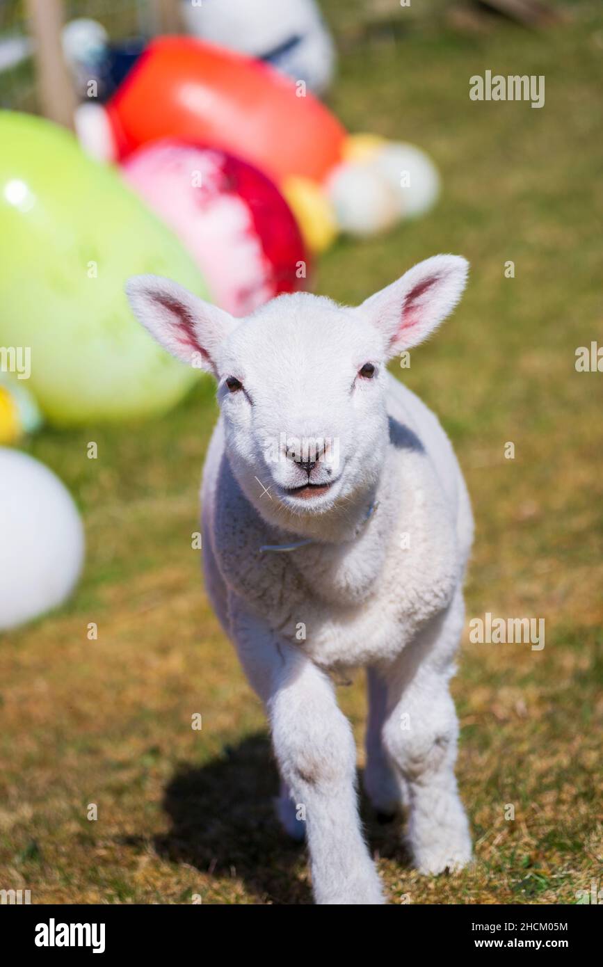 Cute lamb looking into camera hi-res stock photography and images - Alamy