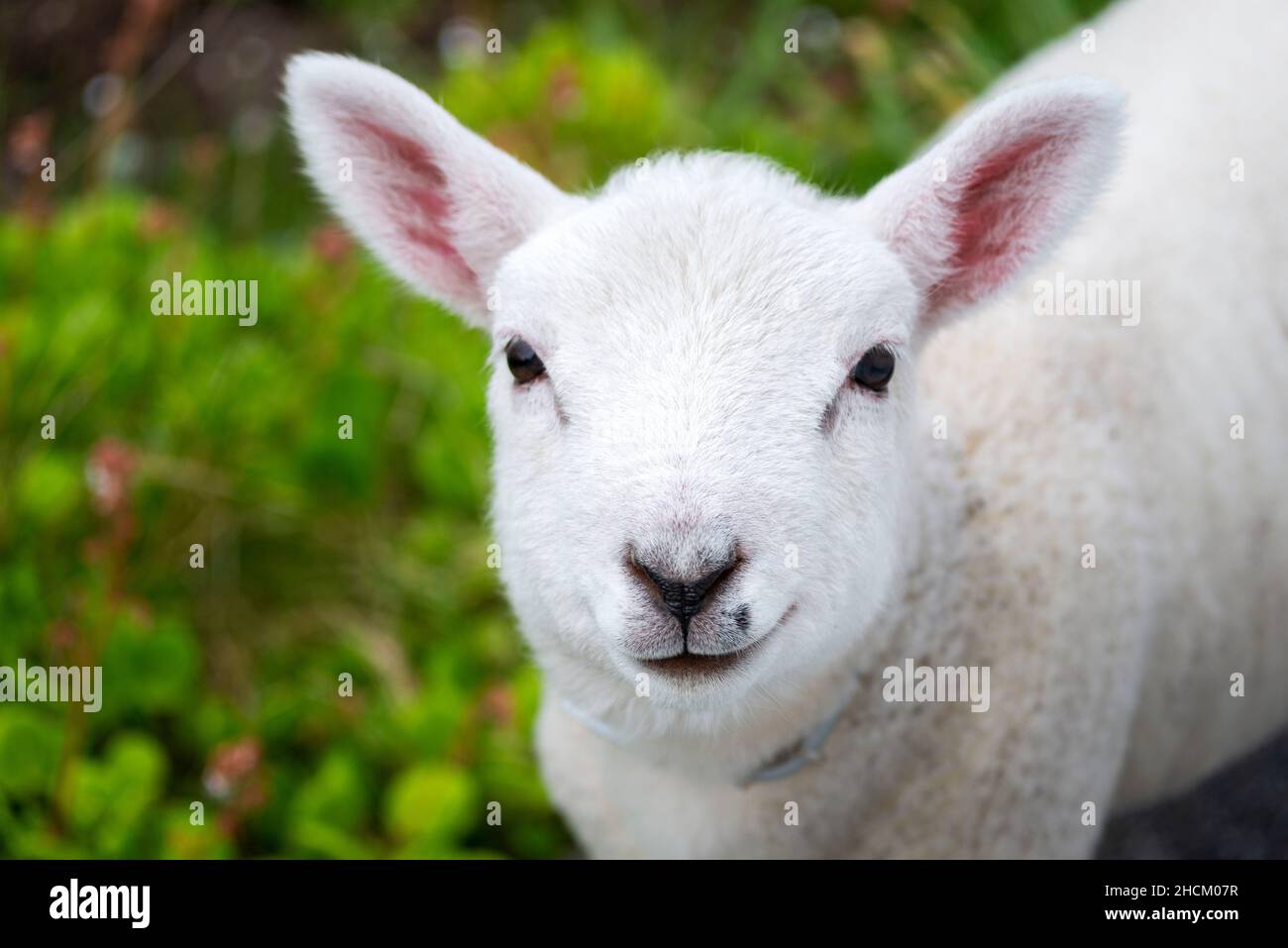Single baby lamb looking straight to camera Stock Photo - Alamy