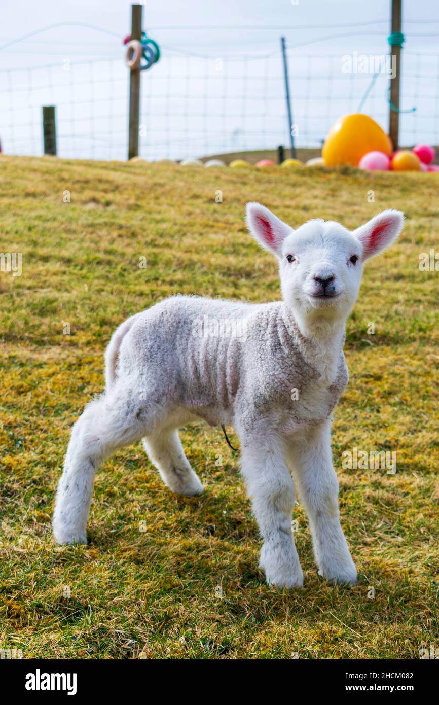 Baby white lamb hi-res stock photography and images - Alamy
