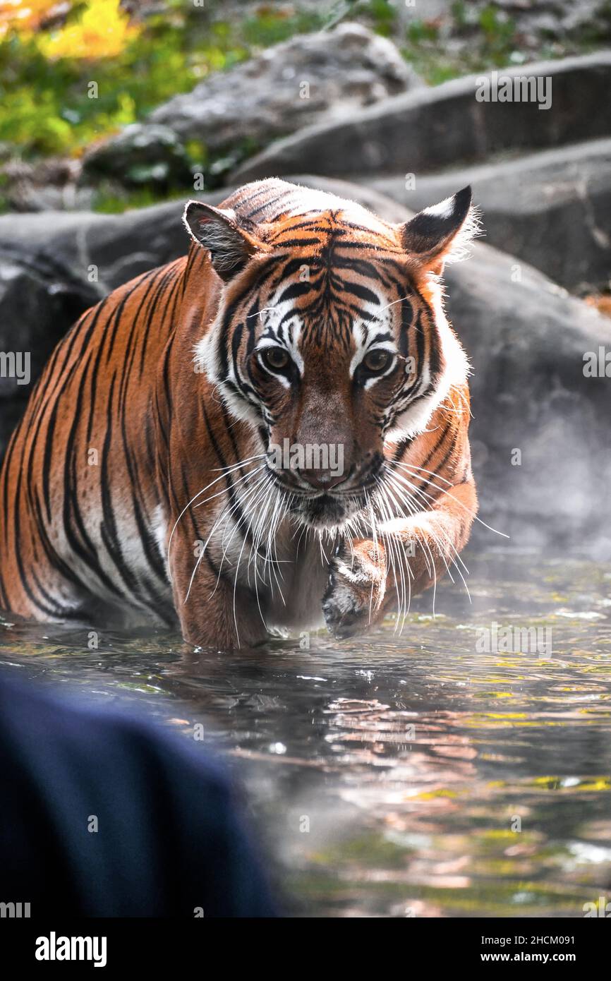 Vertical shot of a Bengal tiger in a pond under the sunlight with a ...
