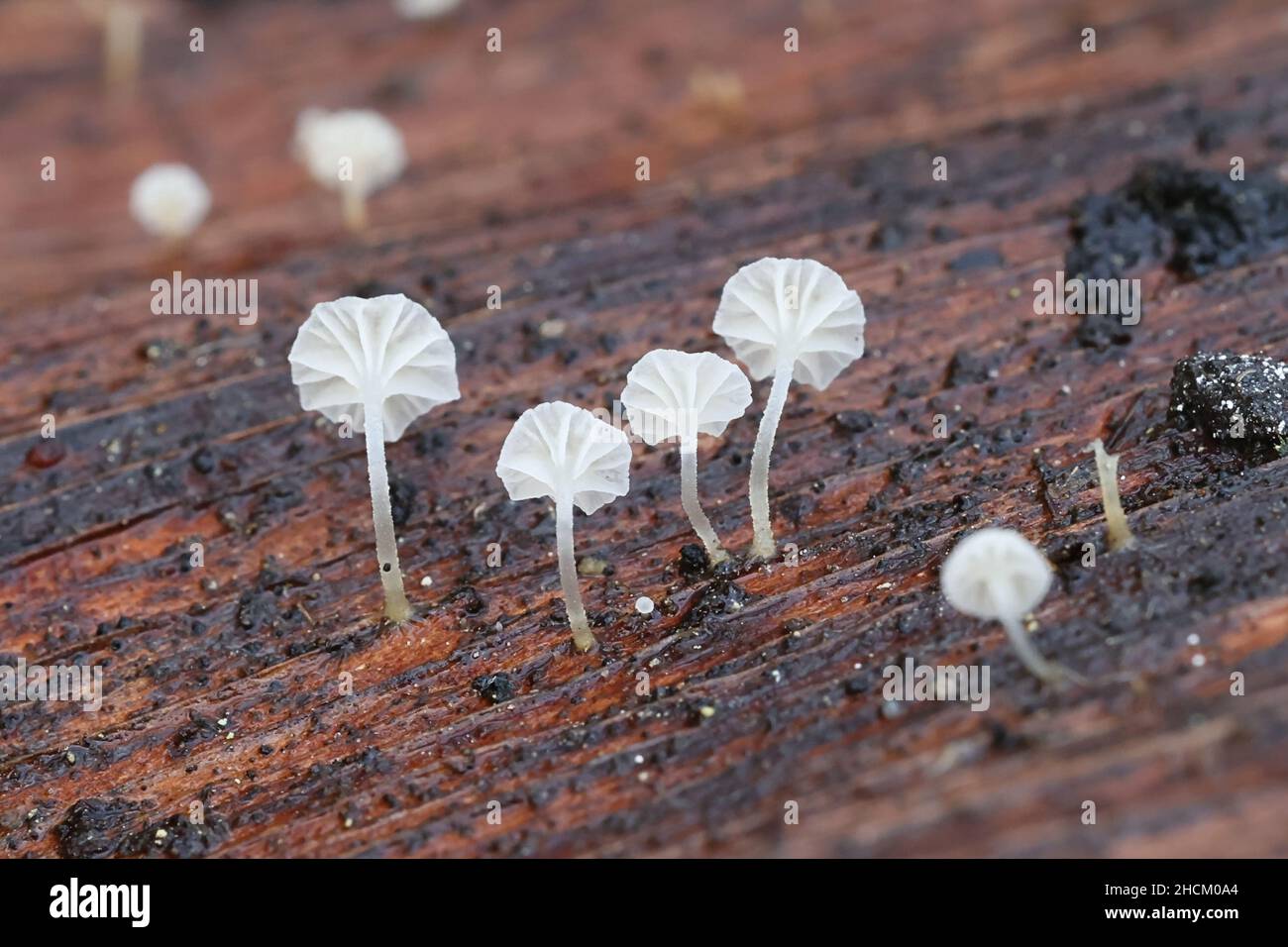 Mycena speirea, also called Phloeomana speirea, commonly known as bark ...