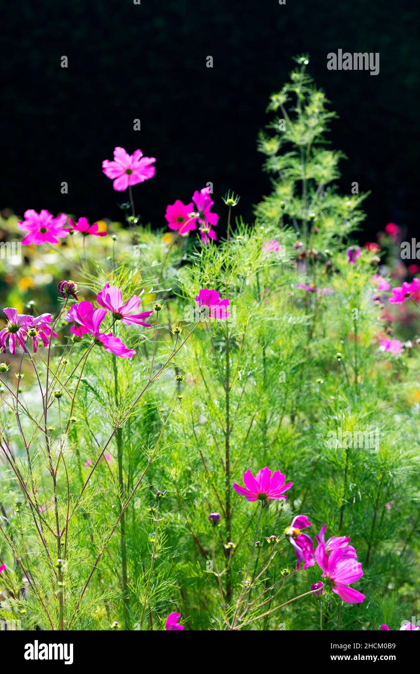 Pink cosmos flowers Stock Photo - Alamy